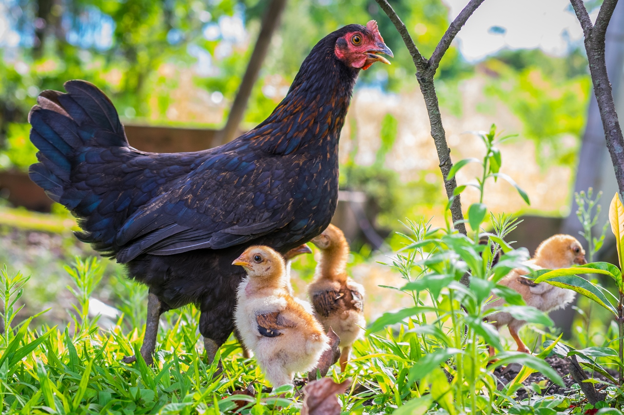 Eggs: 'Food' or a Bond Between Mother Hens and Their Chicks? - Ahimsa ...